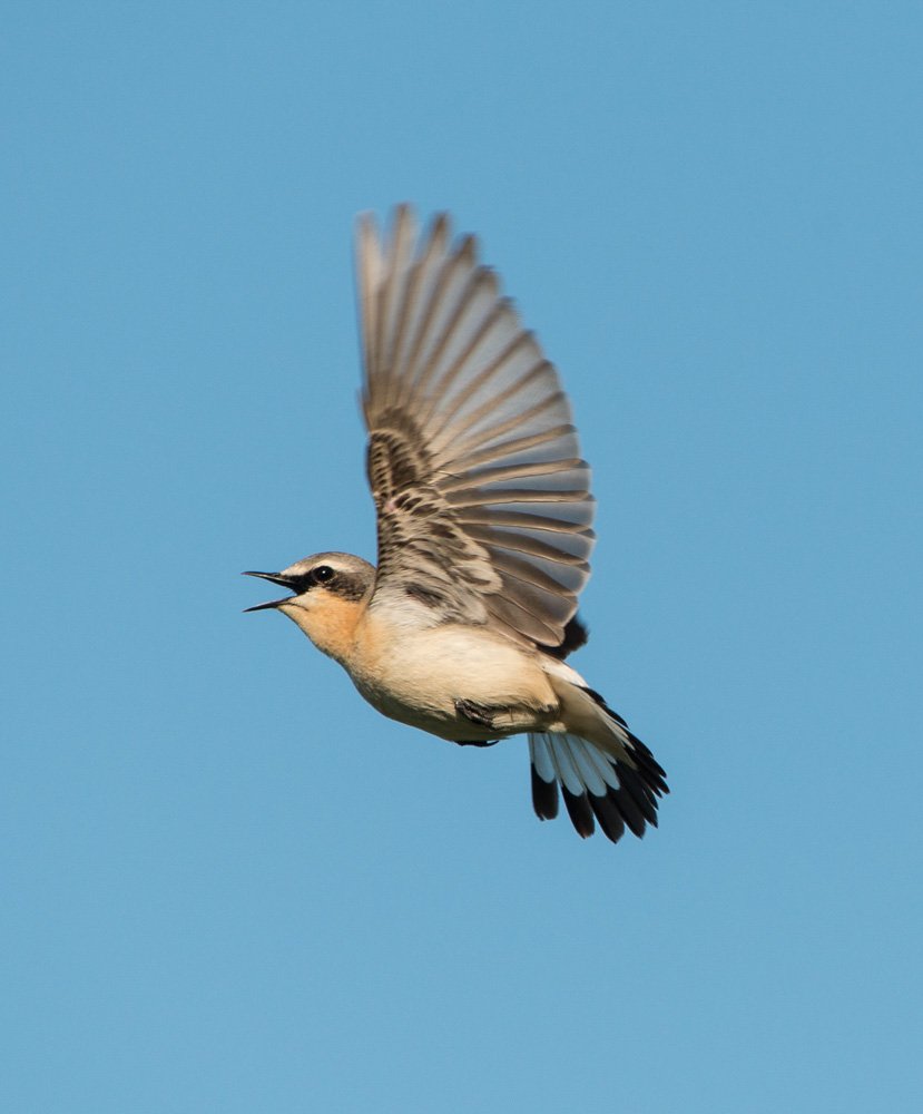 When to visit: birds