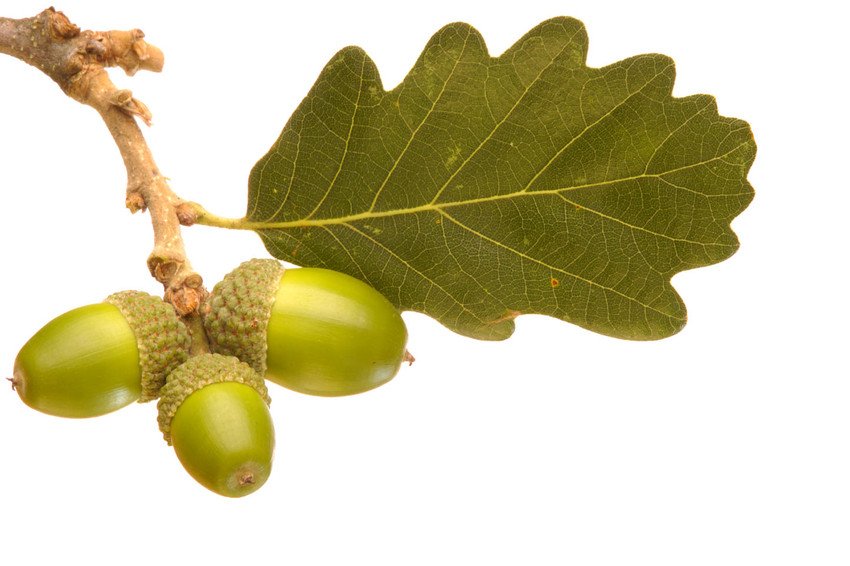 A Quick Guide to Identifying British Trees