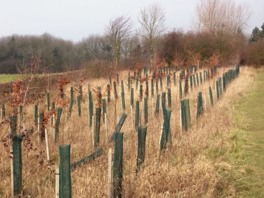 Reforestation: Giving the UK Back to Nature