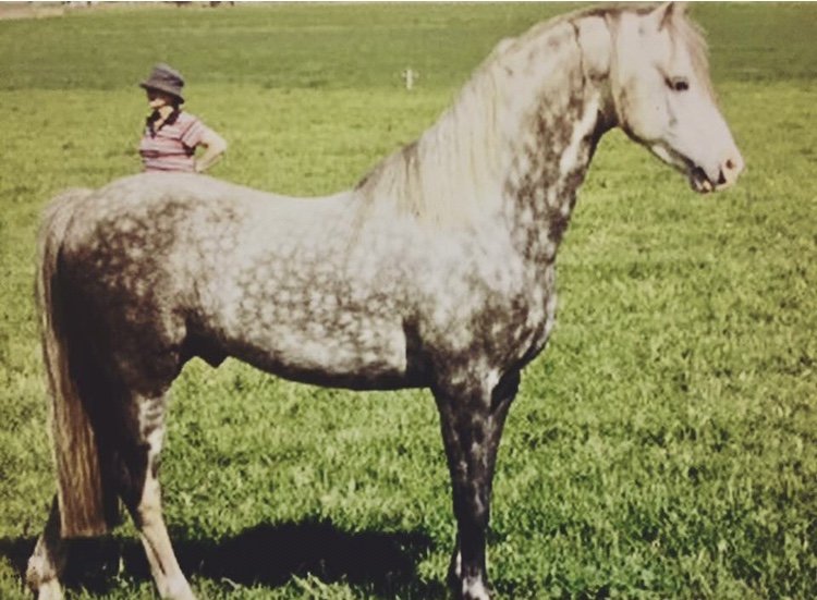 Hollybank Stud ⼁Reference Ponies⼁Eyarth Tigra