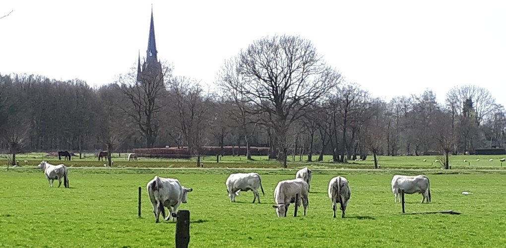 Welkom op de Ruijsbossche Hoeve voor Eerlijk Piemontese Rundvlees