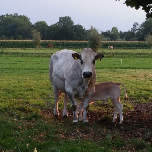 Welkom op de Ruijsbossche Hoeve voor Eerlijk Piemontese Rundvlees