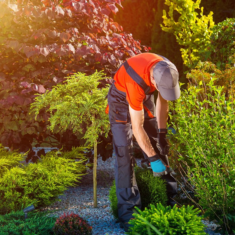 Tree Service Professionals | Jerome, ID | 4 Seasons Tree Service