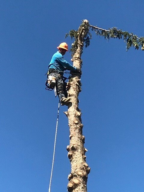 Tree Care Specialists | Jerome, ID | 4 Seasons Tree Service