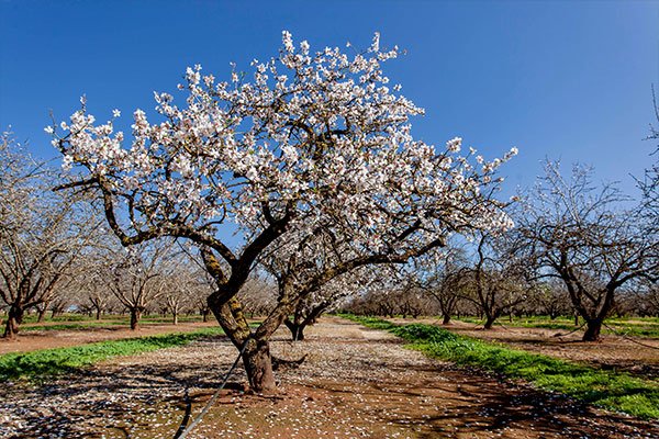 Commercial Vermiculture & Vermicompost Crop Applications | AV