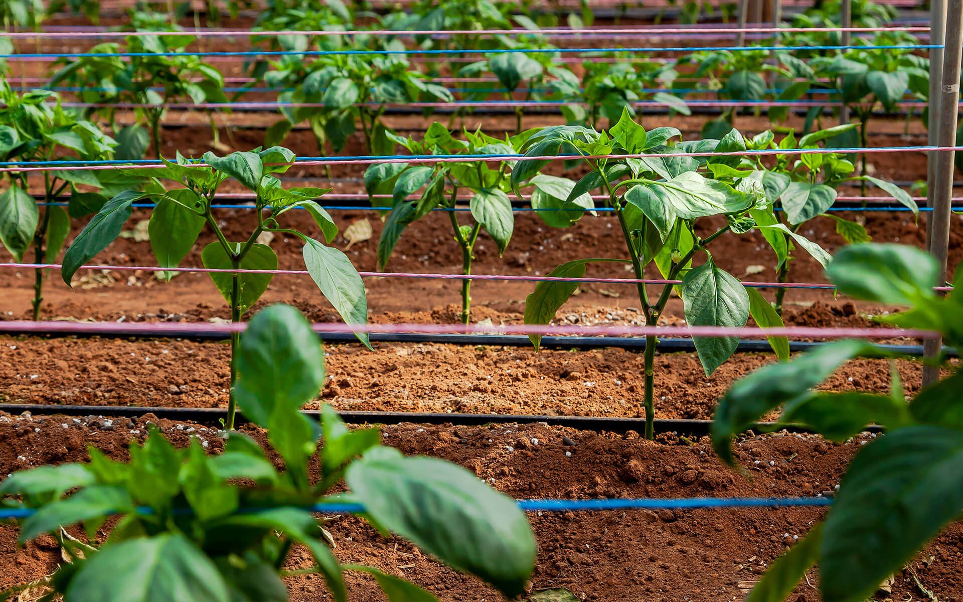 Commercial Vermiculture & Vermicompost Crop Applications | AV