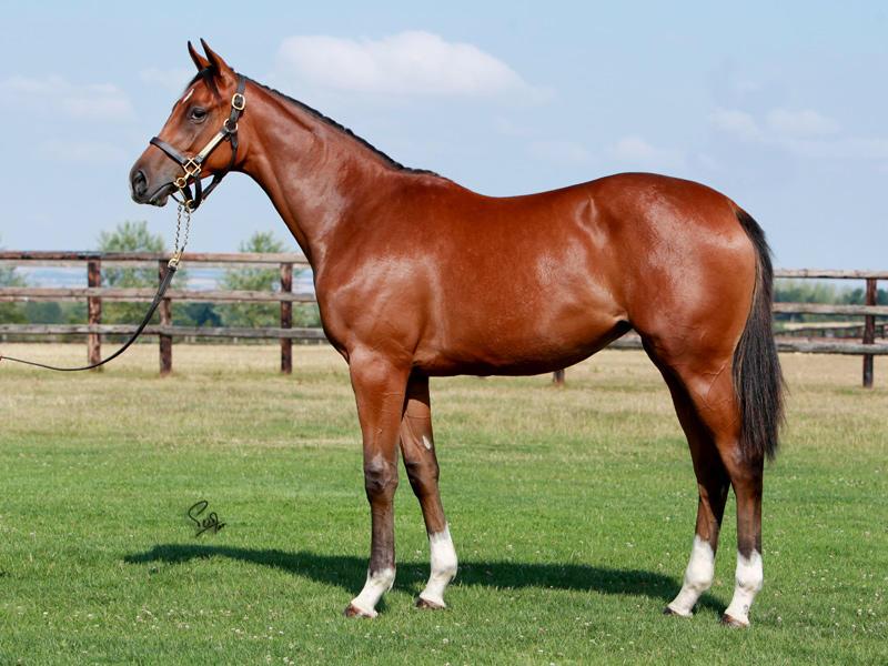 Racehorses trained in Newmarket