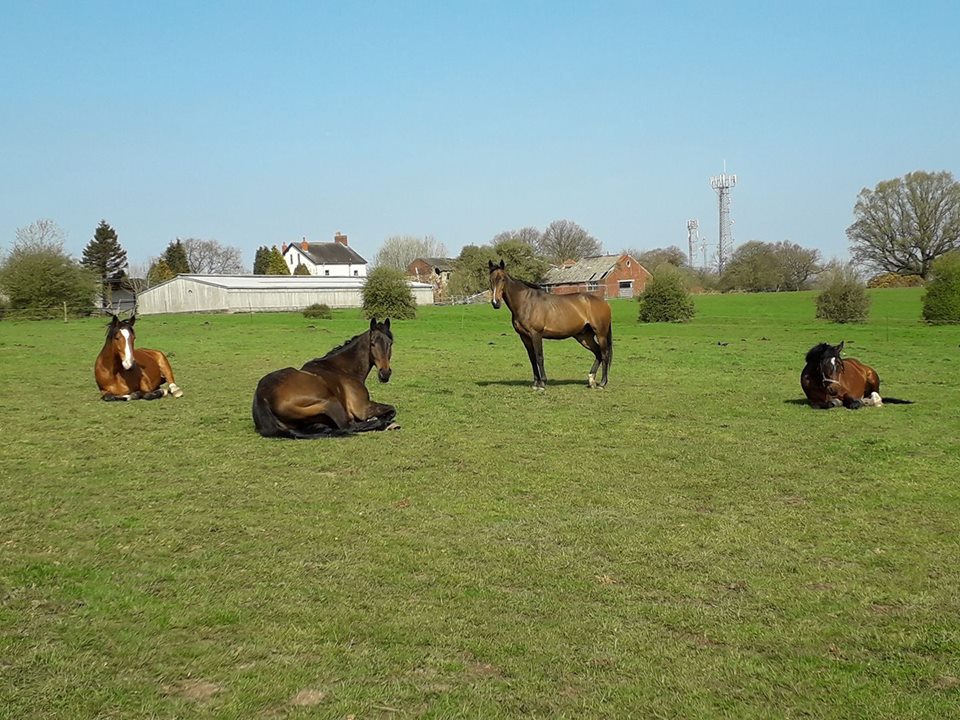 Bank Farm Riding School – learn to ride in Stockport