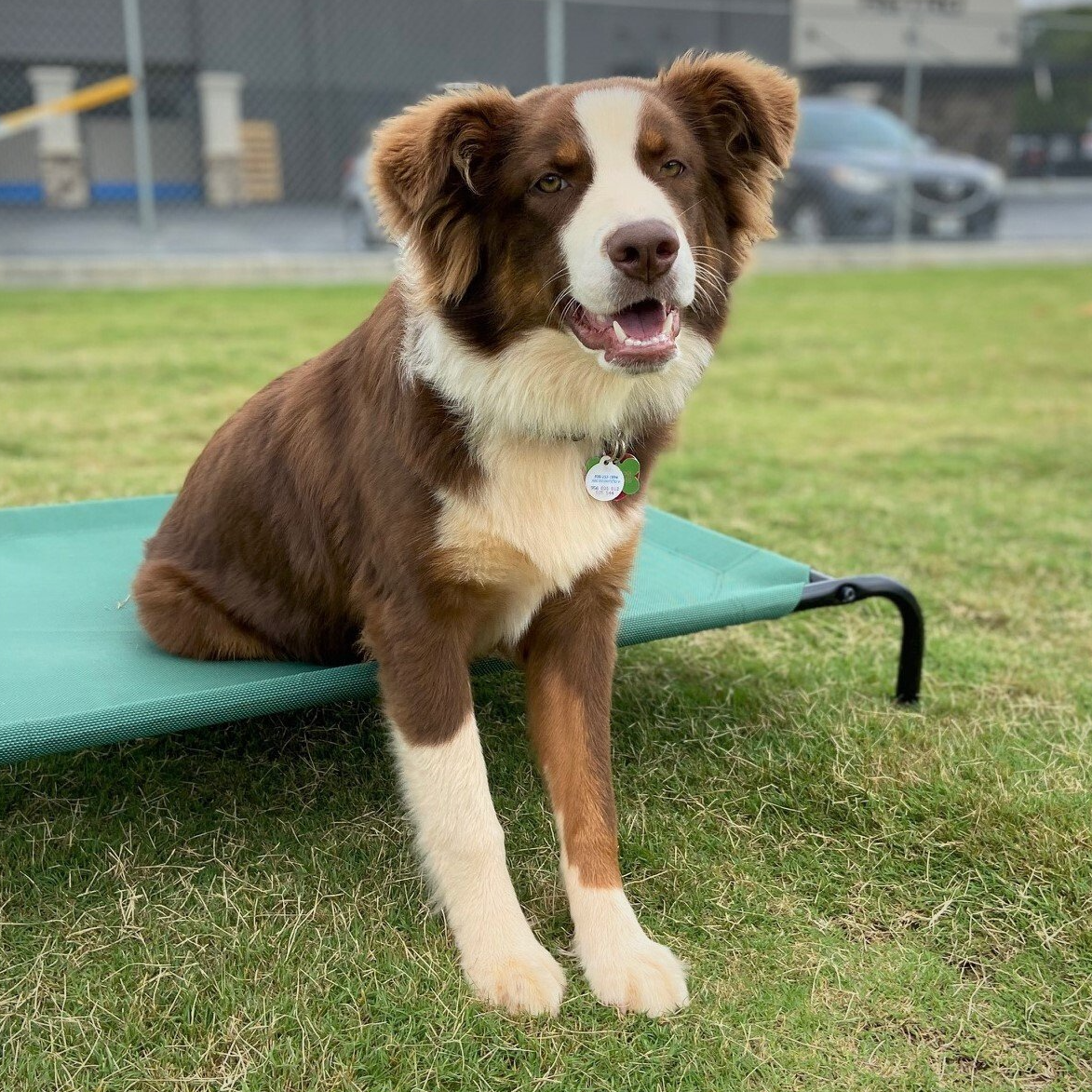 Home [astrokennels.net]