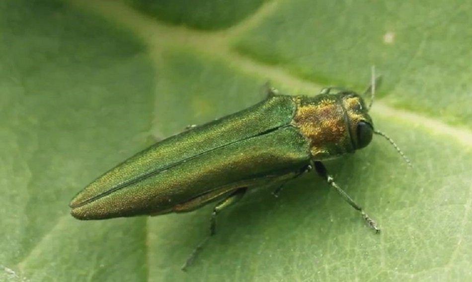 Muskoka Conservancy | Emerald Ash Borer
