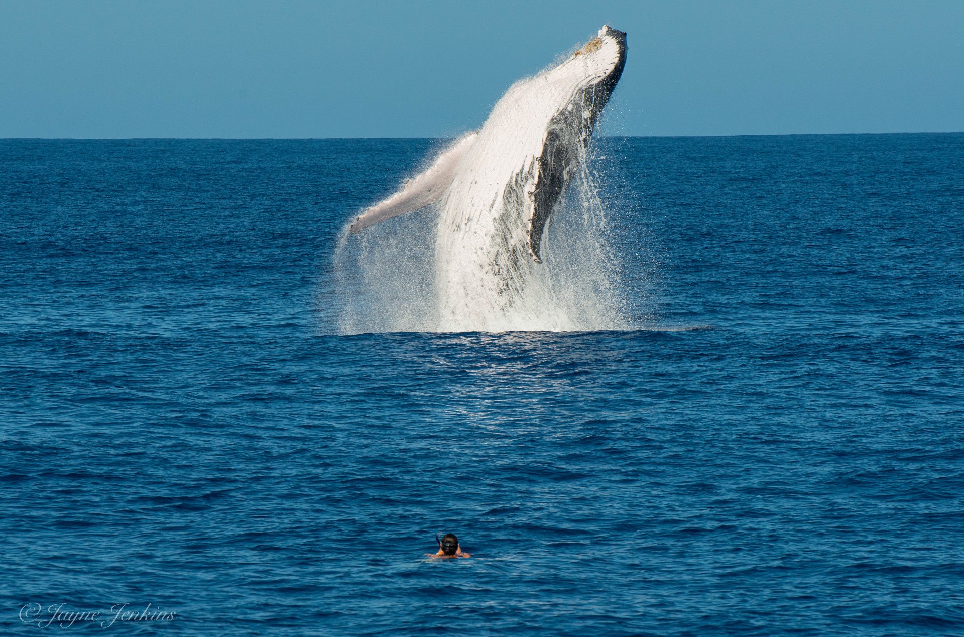 Swim with Humpback Whales with Quest Tours / Whaledive.net
