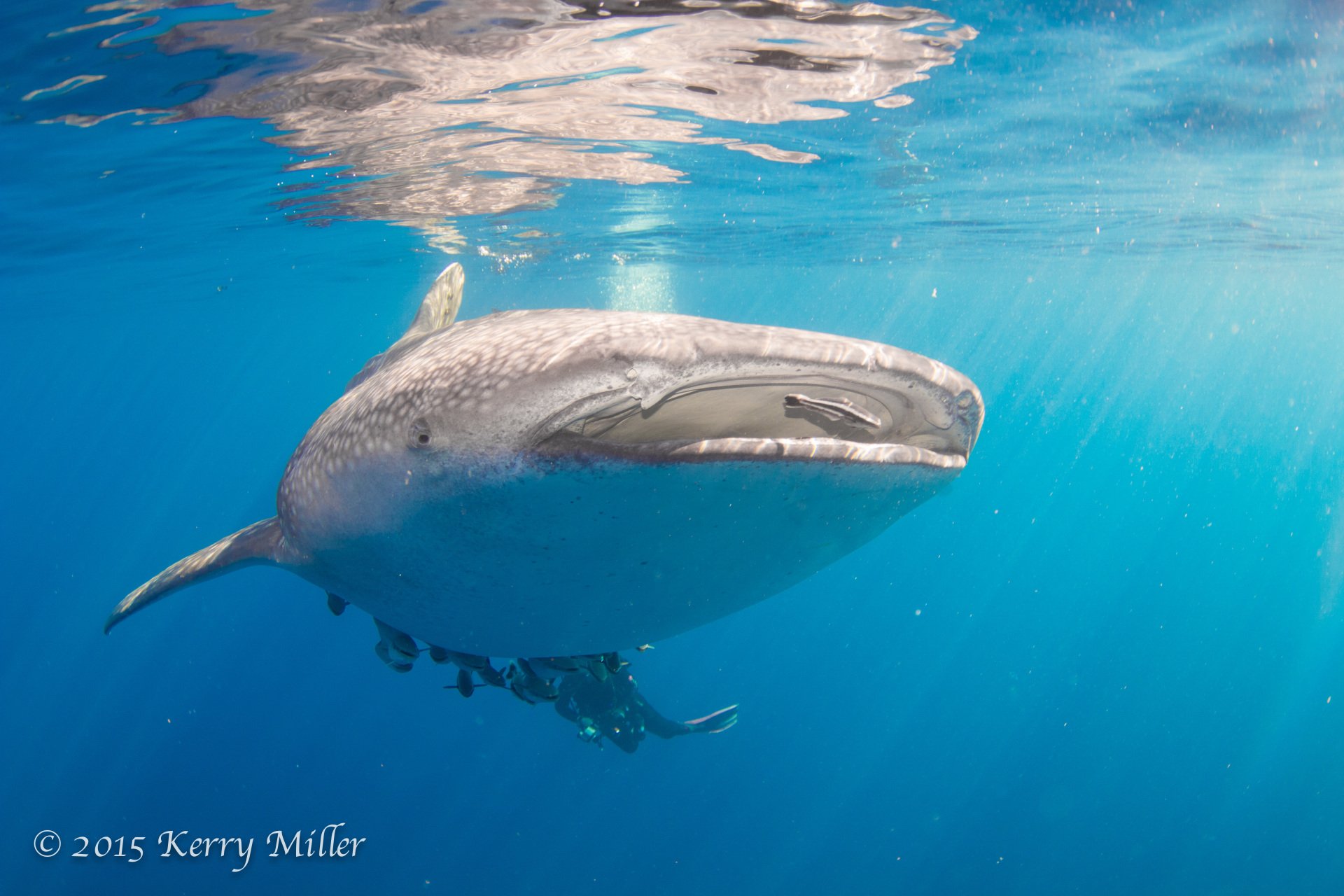 Swim with Humpback Whales | Lagoon Snorkelling in beautiful Tahiti