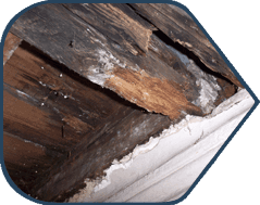 Identifying wet rot, its causes & how to treat wet rot