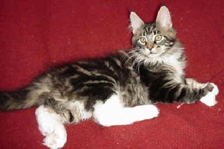 Megacoon Cattery Photo Gallery - Pictures of Maine Coon Kittens and Cats
