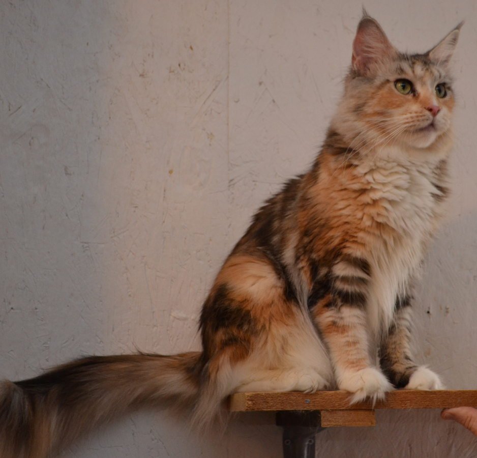 Megacoon Cattery Photo Gallery - Pictures of Maine Coon Kittens and Cats
