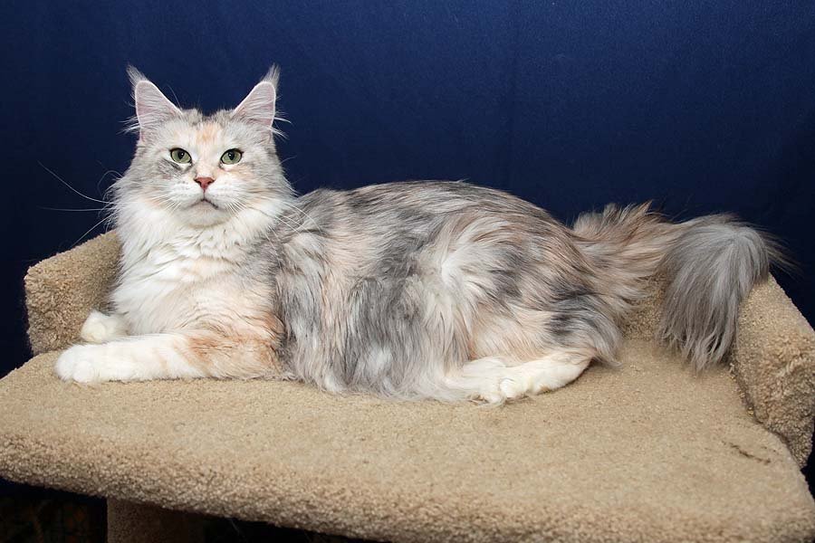 Megacoon Cattery Photo Gallery - Pictures of Maine Coon Kittens and Cats