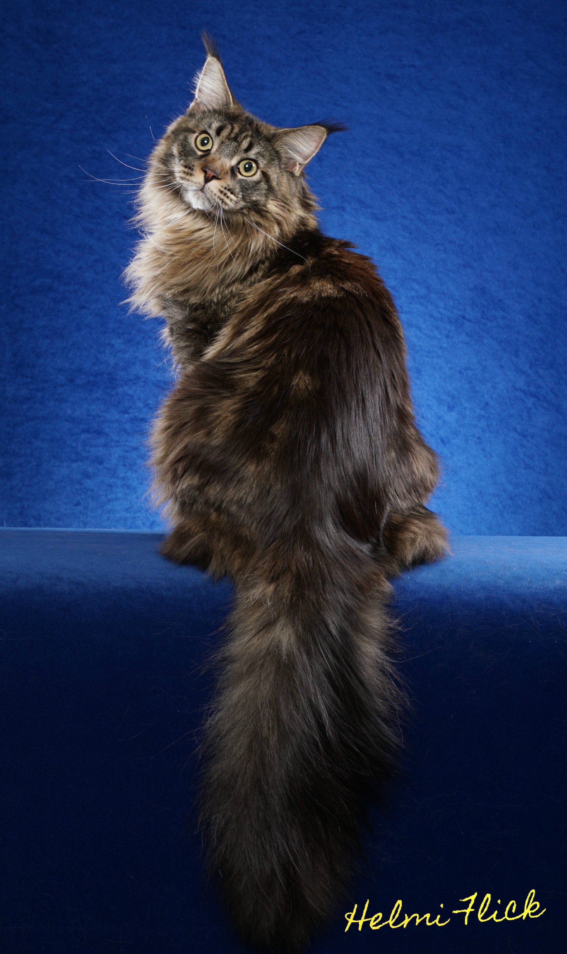 Information About Maine Coon Kittens, Cats and the Maine Coon Breed