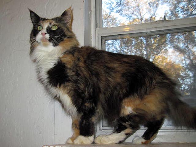 Megacoon Cattery Photo Gallery - Pictures of Maine Coon Kittens and Cats