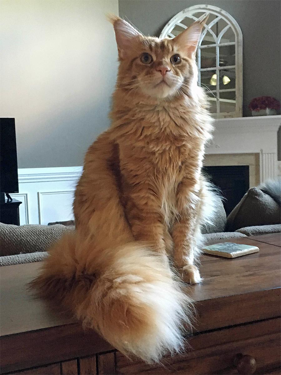 Megacoon Cattery Photo Gallery - Pictures of Maine Coon Kittens and Cats