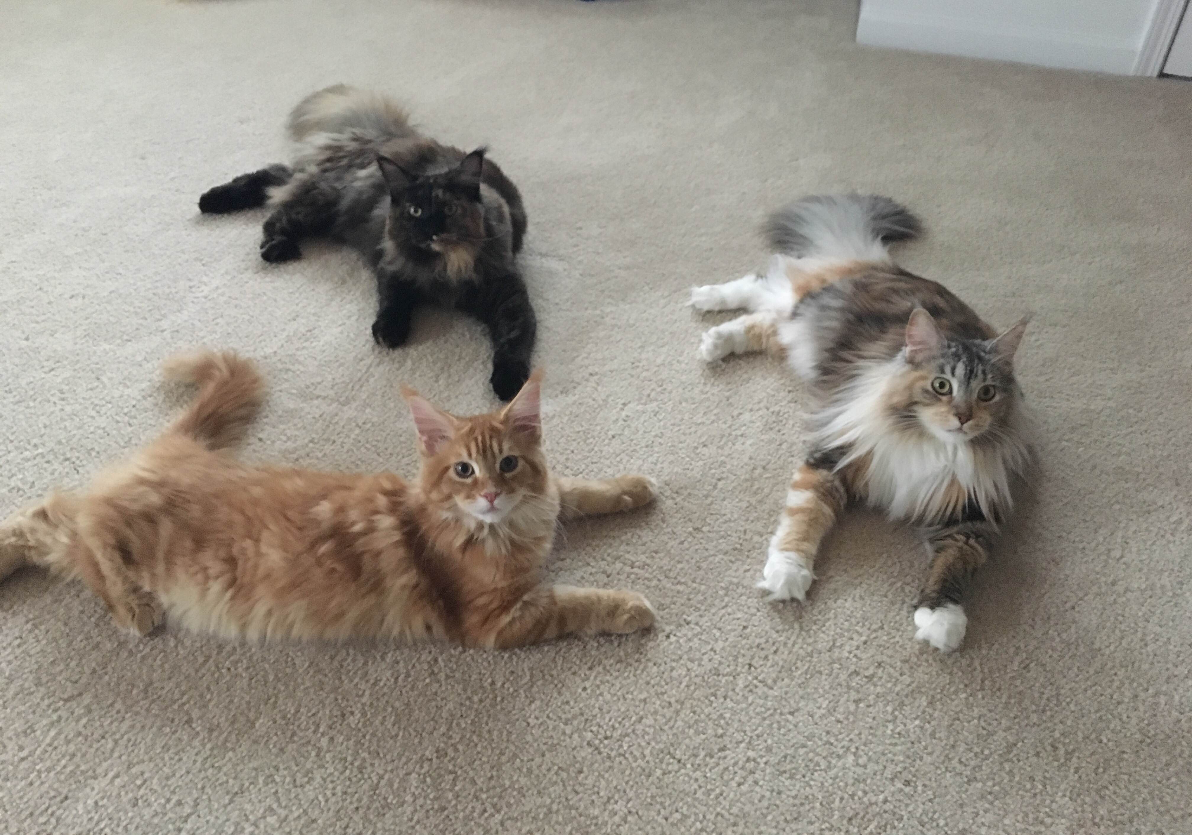 Megacoon Cattery Photo Gallery - Pictures of Maine Coon Kittens and Cats