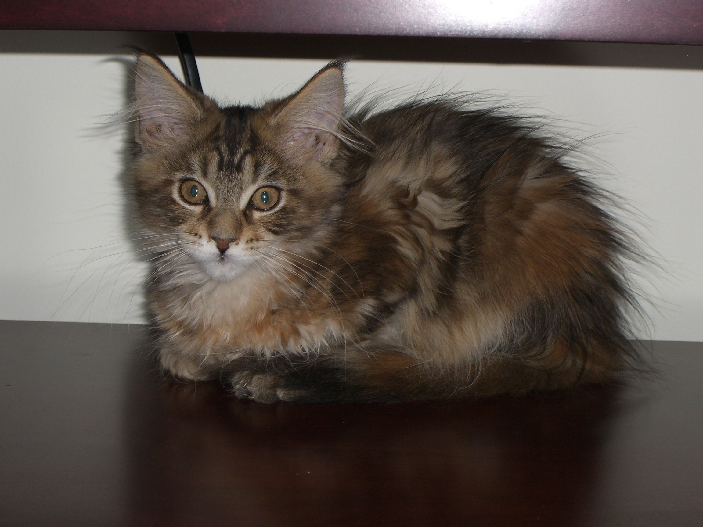 Megacoon Cattery Photo Gallery - Pictures of Maine Coon Kittens and Cats