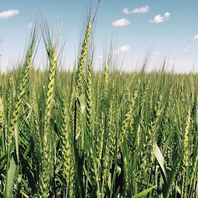 Services - CHS Broadbent