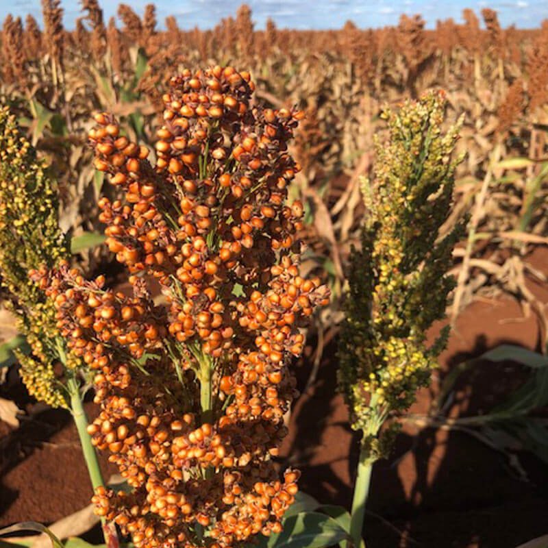 CHS Broadbent - Grain Marketing, Logistics, Storage, Export