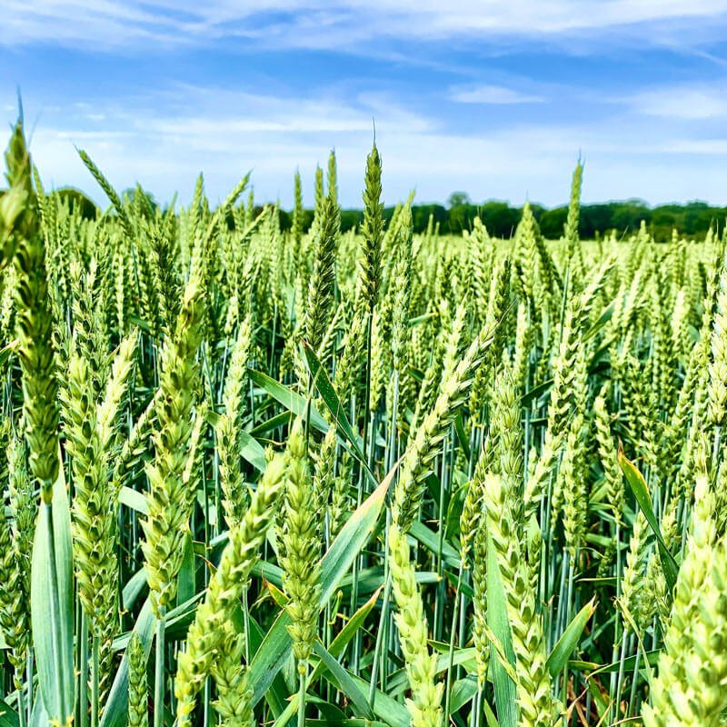 CHS Broadbent - Grain Marketing, Logistics, Storage, Export