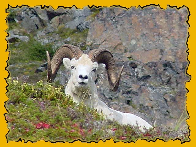 Alaska Sheep Hunting, Alaska Sheep Hunting Guide