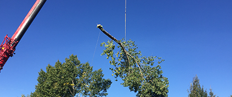 Tree Removal Services in the Lakeland | Northern Tree Services