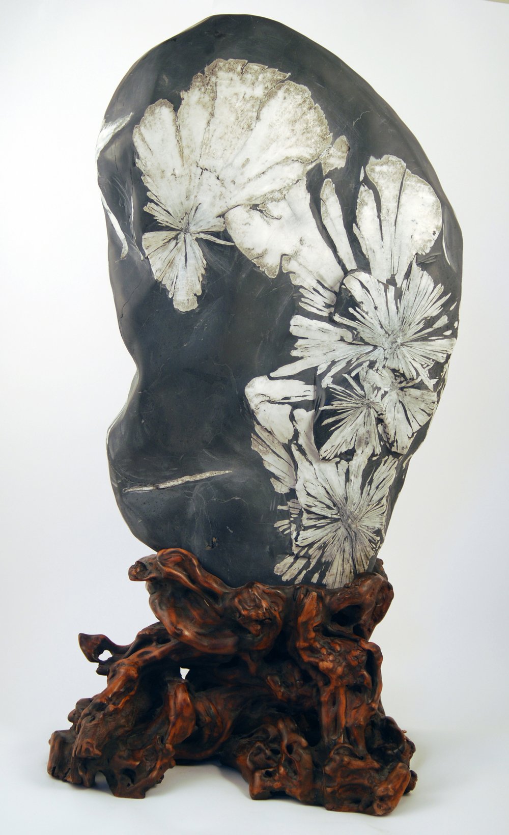 SoM 2013-05 |Chrysanthemum Flower Stone | Viewing Stone Association of ...