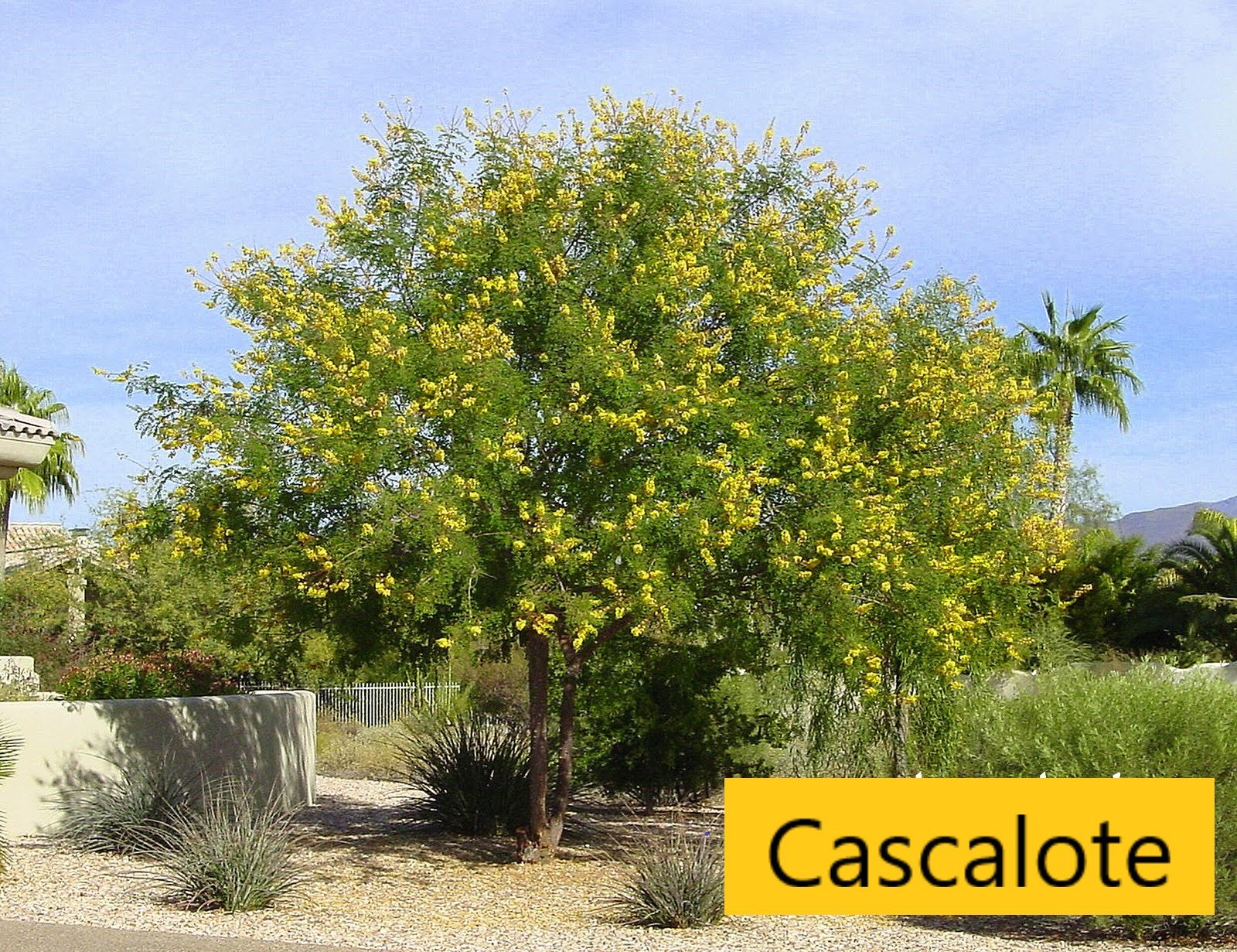 Landscaping | Tucson, AZ | Arizona Tree and Landscape Service, Inc.