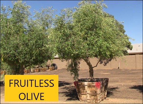 Landscaping | Tucson, AZ | Arizona Tree and Landscape Service, Inc.