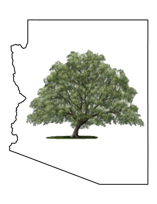 Tree Trimming & Pruning | Tucson, AZ | Arizona Tree and Landscape ...
