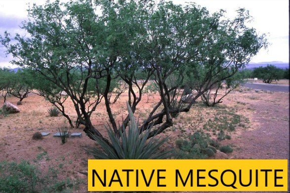 Landscaping | Tucson, AZ | Arizona Tree and Landscape Service, Inc.