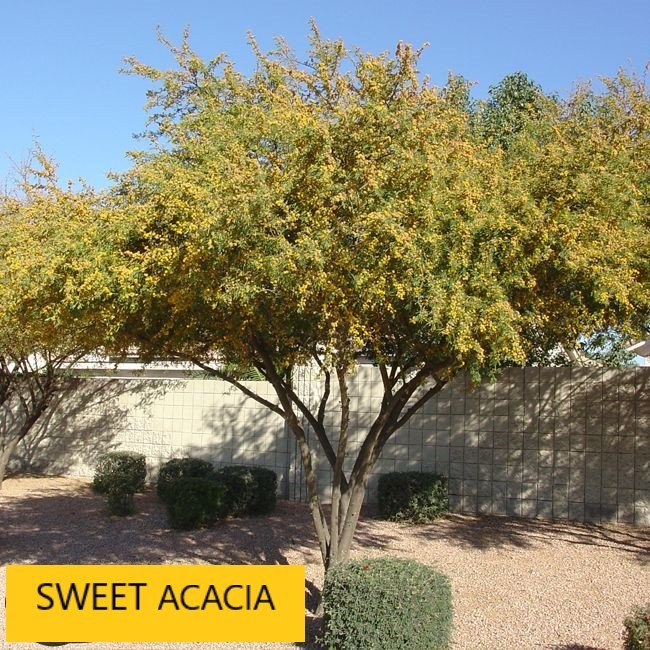 Landscaping | Tucson, AZ | Arizona Tree and Landscape Service, Inc.