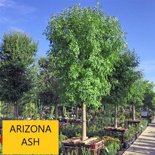 Landscaping | Tucson, AZ | Arizona Tree and Landscape Service, Inc.