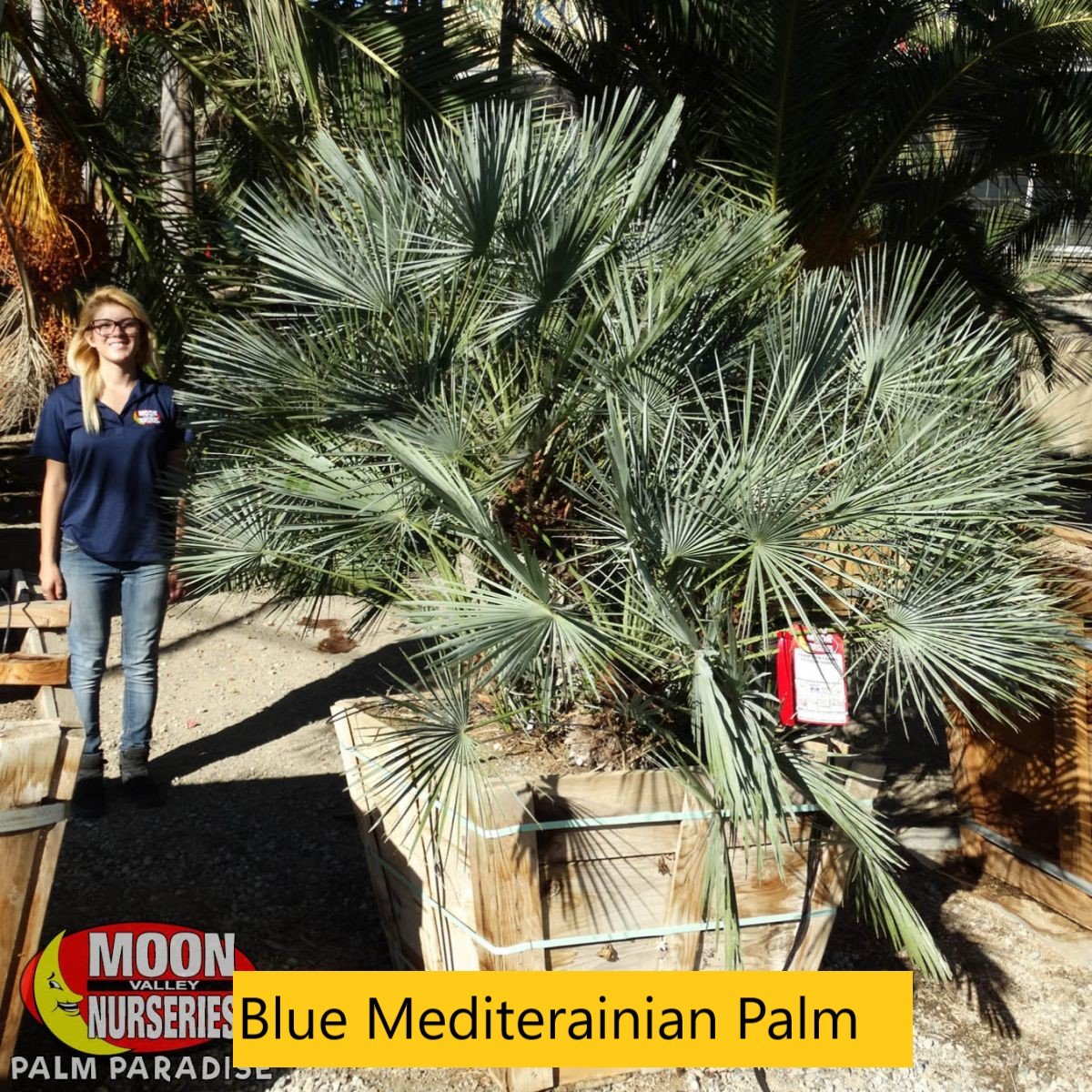 Landscaping | Tucson, AZ | Arizona Tree and Landscape Service, Inc.