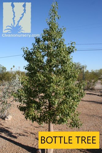 Landscaping | Tucson, AZ | Arizona Tree and Landscape Service, Inc.