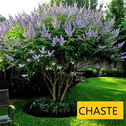 Landscaping | Tucson, AZ | Arizona Tree and Landscape Service, Inc.