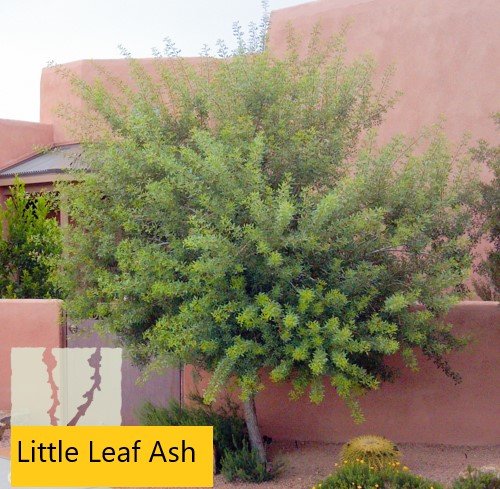 Landscaping | Tucson, AZ | Arizona Tree and Landscape Service, Inc.