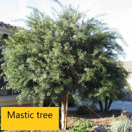 Landscaping | Tucson, AZ | Arizona Tree and Landscape Service, Inc.