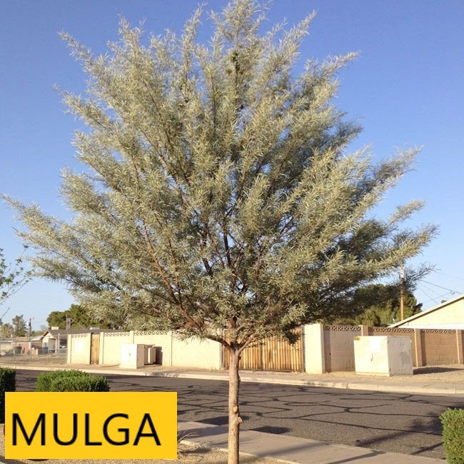 Landscaping | Tucson, AZ | Arizona Tree and Landscape Service, Inc.