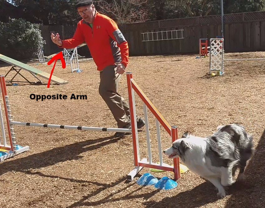 Dog Agility Backside Jumps