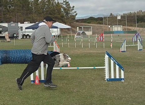 Dog Agility Backside Jumps