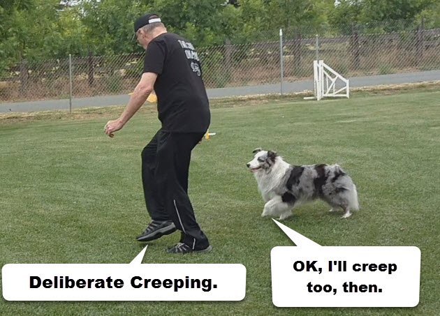 Speed and Drive in Dog Agility for Running Fast