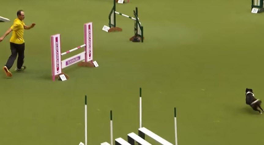 Navigating the Dog Agility Ring with a Front Cross