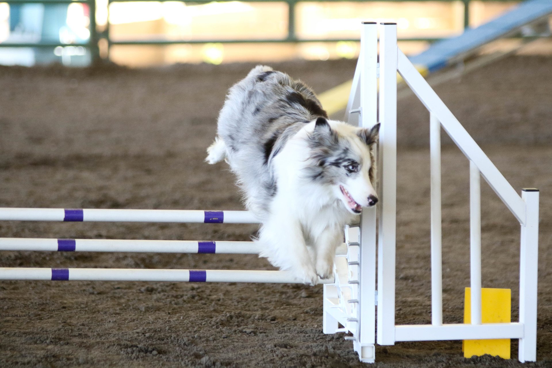 Free Self-instructional Dog Agility Video
