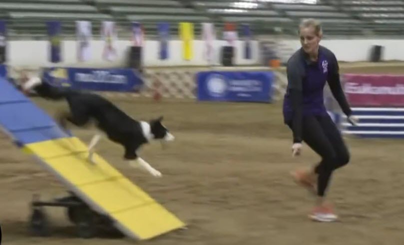 Running Contacts vs Stopping Contacts in Dog Agility