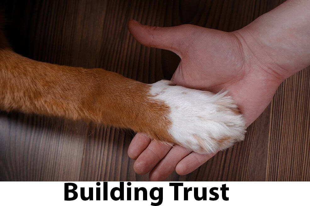 Dog Agility and Dog training Psychology